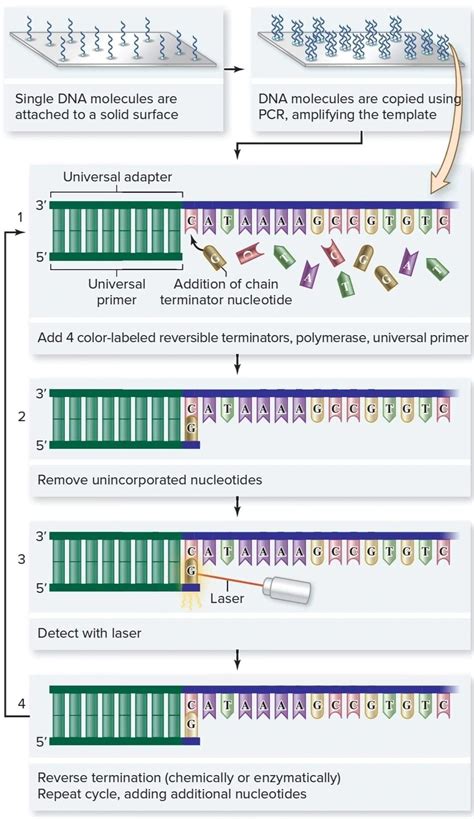 Hanaa Fayed On Linkedin Illumina Next Generation Dna Sequencing‼️ In Illumina Next Generation…