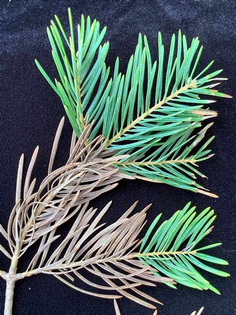 Landscape Rhizosphaera Needle Cast Center For Agriculture Food And