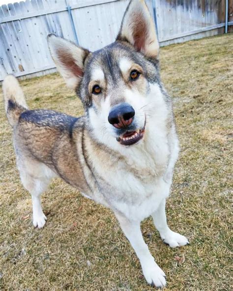 German Shepherd Malamute Mix Facts