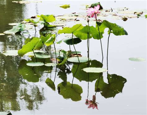 炎炎夏日，“荷”你一起！ 海报新闻