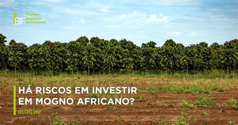 Há riscos em realizar o investimento em Mogno Africano