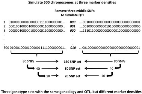 Method For Generating Simulated Genotype Data Sets Snp Single Download Scientific Diagram