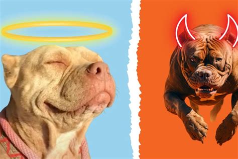 Should Pitbulls Be Banned Its Time To Be Honest