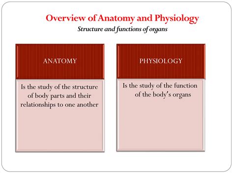 Human Anatomy And Physiology Introduction Pdf