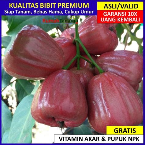 Jual Bibit Jambu Air Citra Asli Bergaransi, Pohon Jambu Air Citra ...