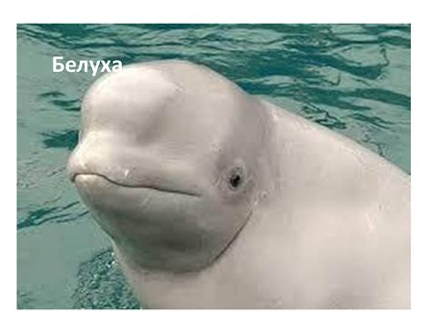 Белый дельфин с большим лбом 73 фото красивые фото и картинки