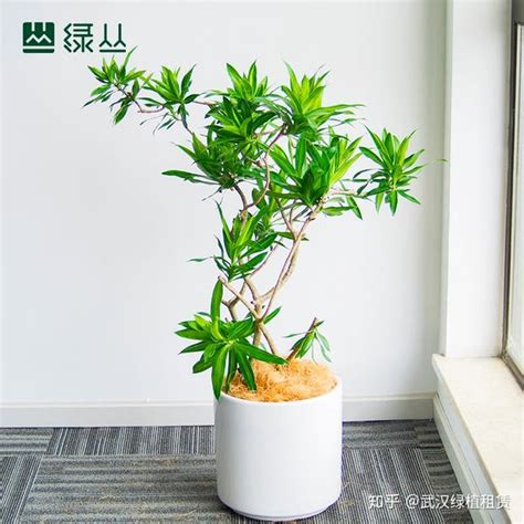 见干见湿和干透浇透有什么区别武汉绿丛园林 知乎