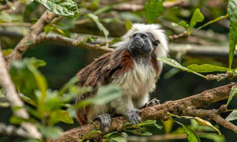 Definen Nuevo Listado De Especies Amenazadas