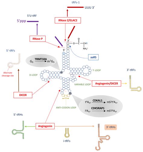 Transfer Rna Biology