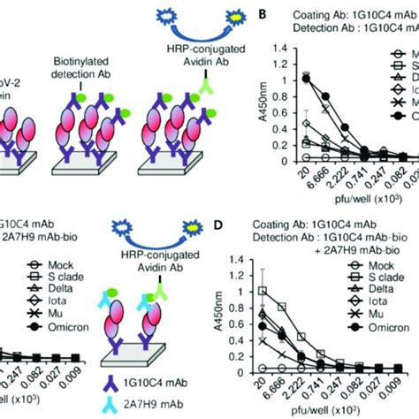 Detection Of The N Protein In Virus Particles Of Sars Cov 2 Variants