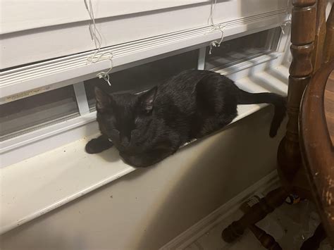 Heres Our 5 Month Old Void Kitten Sleeping R Eyebleach