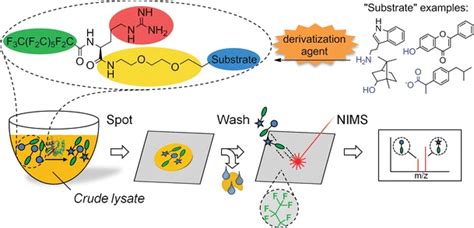 The Nimzyme High Throughput Enzyme Activity Assay Allows For The Download Scientific Diagram