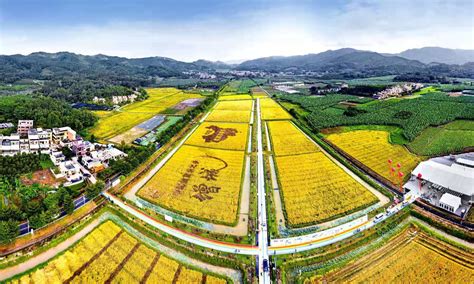 全市唯一！增城区入选首批创建国家级农业现代化示范区名单 乡村