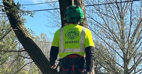 Quality Centreville Tree Removal Services Easton Md Collins Tree Experts