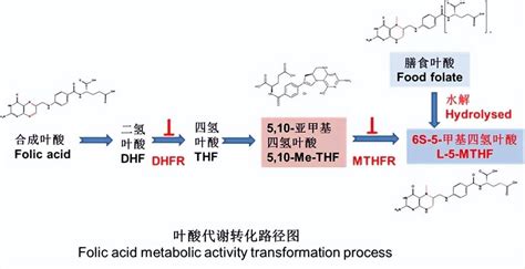 文献解读：叶酸与 5 甲基四氢叶酸的生物学特征与应用，活性叶酸选择指南 原料资讯 金康和信 全球领先的l 5 甲基四氢叶酸钙生产商