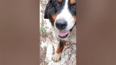 사랑스러운 버니즈마운틴독 귀여운 개는훌륭하다 34회소개자꾸몸이커져요 Youtube