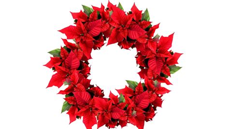 Top 999 Poinsettia Wallpaper Full HD 4K Free To Use