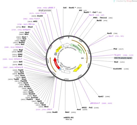 Addgene Mrfp1 N1
