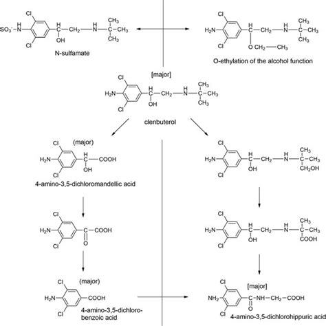 Metabolism Of Clenbuterol Jecfa 1996 Download Scientific Diagram