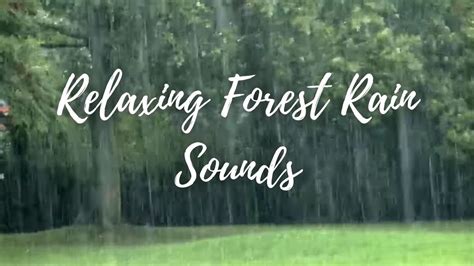 Relaxing Forest Rain Sounds For Sleep Peaceful Woods Youtube