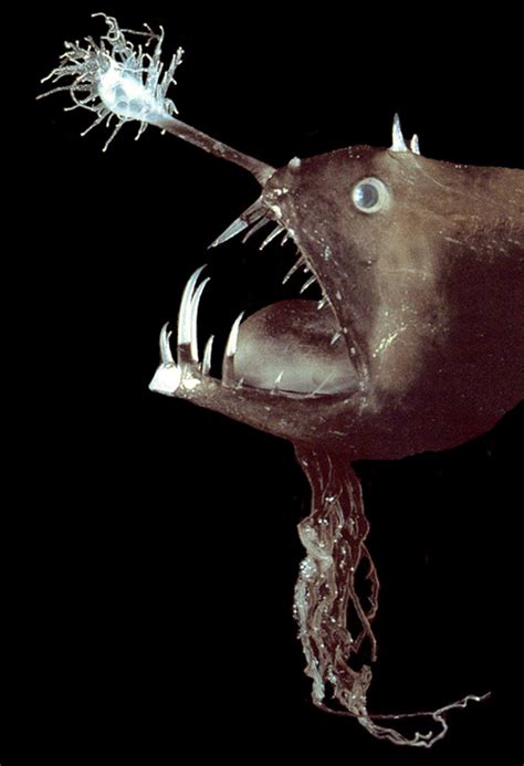 Absurd Creature Of The Week The Anglerfish And The Absolute Worst Sex
