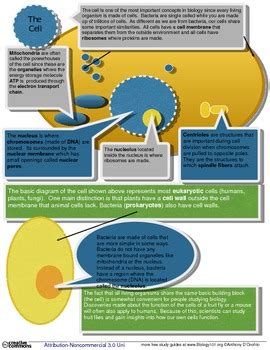 The Cell Study Guide By Alyvea TPT