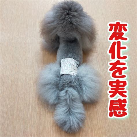 愛犬のごはんを手作りごはんに切り替えて最初の変化 愛犬の栄養を考えた手作りごはん専門店 きずな～絆愛～ごはん