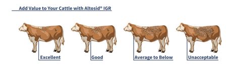 Horn Fly Control The Economic Benefits Of Using Altosid® Igr