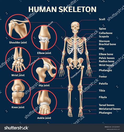Realistic Human Skeleton Infographic 3d Male Stock Vector Royalty Free
