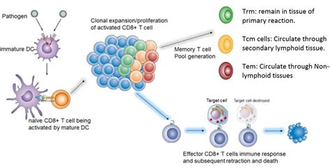 6 Naive Cd8 T Cell Activation Proliferation And Clonal Expansion