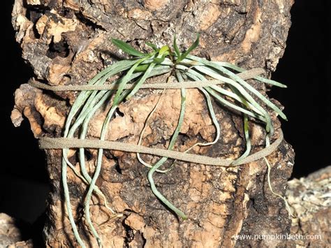 Mystacidium Gracile Pumpkin Beth