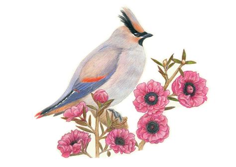 鳥と花のイラスト 森の工房ばんどりさん イラストレーター のポートフォリオ ココナラ