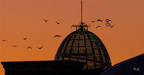 თბილისი გადამფრენი მფრინველები და გაწრიპული მთვარე ბადრი ვადაჭკორიას ფოტოები და ემოციური პოსტი