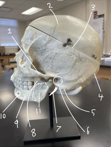 Lab Axial Skeleton Flashcards Quizlet