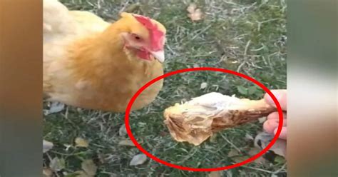 Tik Tok Chicken Viral Video ஒரு சிக்கனே லெக்பீஸை ரசித்து