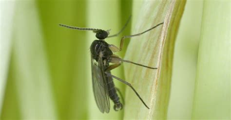 9 Common Types Of Black Bugs With Pictures And Identification Guide A