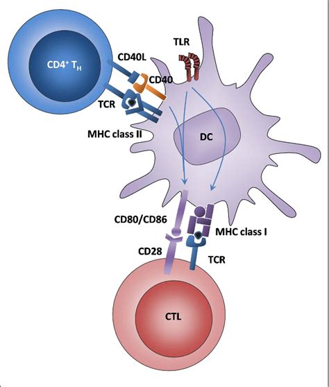 Dendritic Cells