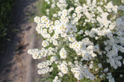 Flowers Are The Reproductive Structures Of Flowering Plants Angiosperms And Play A Crucial