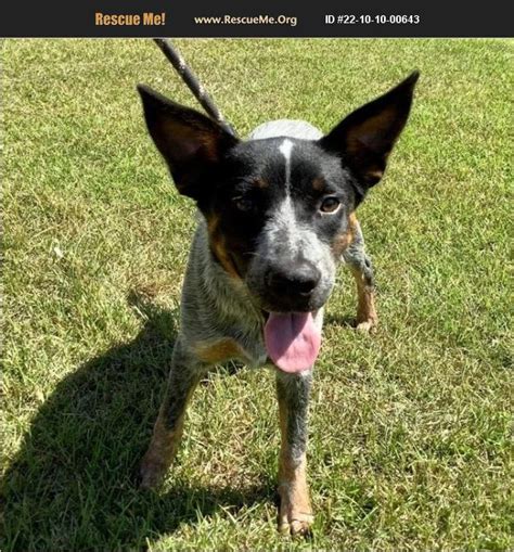 Adopt 22101000643 ~ Australian Cattle Dog Rescue ~ Fl