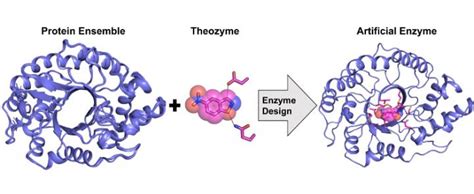 Rise Of The Mutants New Uottawa Led Research To Improve Enzyme Design