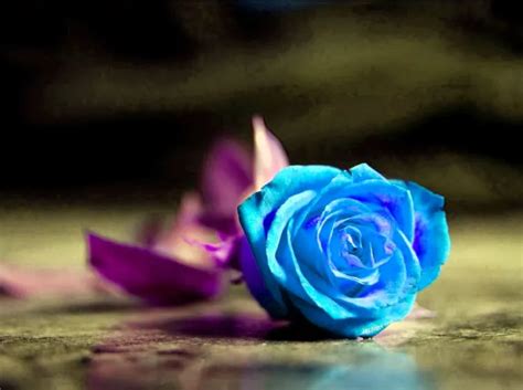 Rose Blu Significato