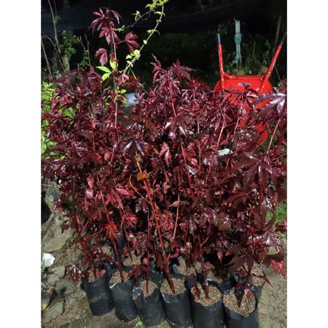 Jual Bahan Bonsaibibit Bonsai Red Panama Shopee Indonesia