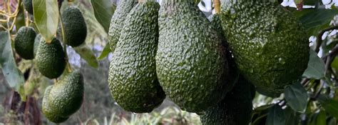 The Avo Shop Ōmokoroa Business Network Directory