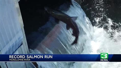 Mokelumne River Hatchery Sees Record Turnout Of Salmon This Year