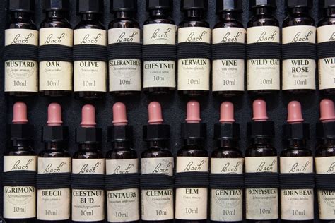 Os Florais De Bach Funcionam Confira Toda A Verdade E Para Que Servem
