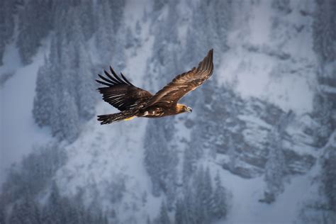 Planet Earth Ii RtÉ Presspack
