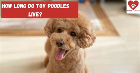 How Long Do Toy Poodles Live Things You Need To Know About The Life