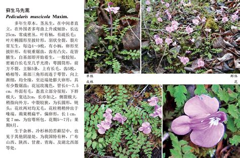 毛蕊花属