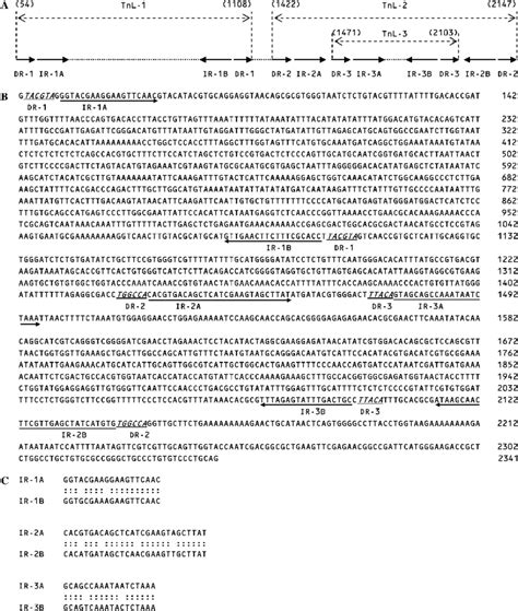 Structure Of Intron A Of The Sea Lamprey Pom Gene A Schematic