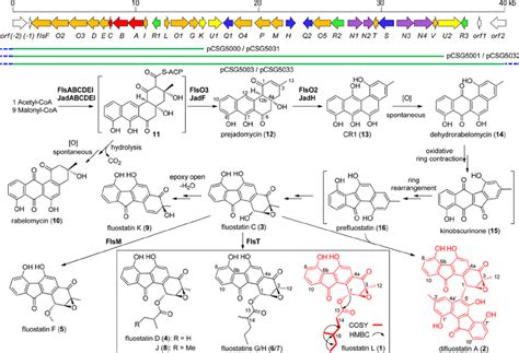Genetic Organization Of The F Ls Gene Cluster In M Rosaria Scsio Download Scientific Diagram
